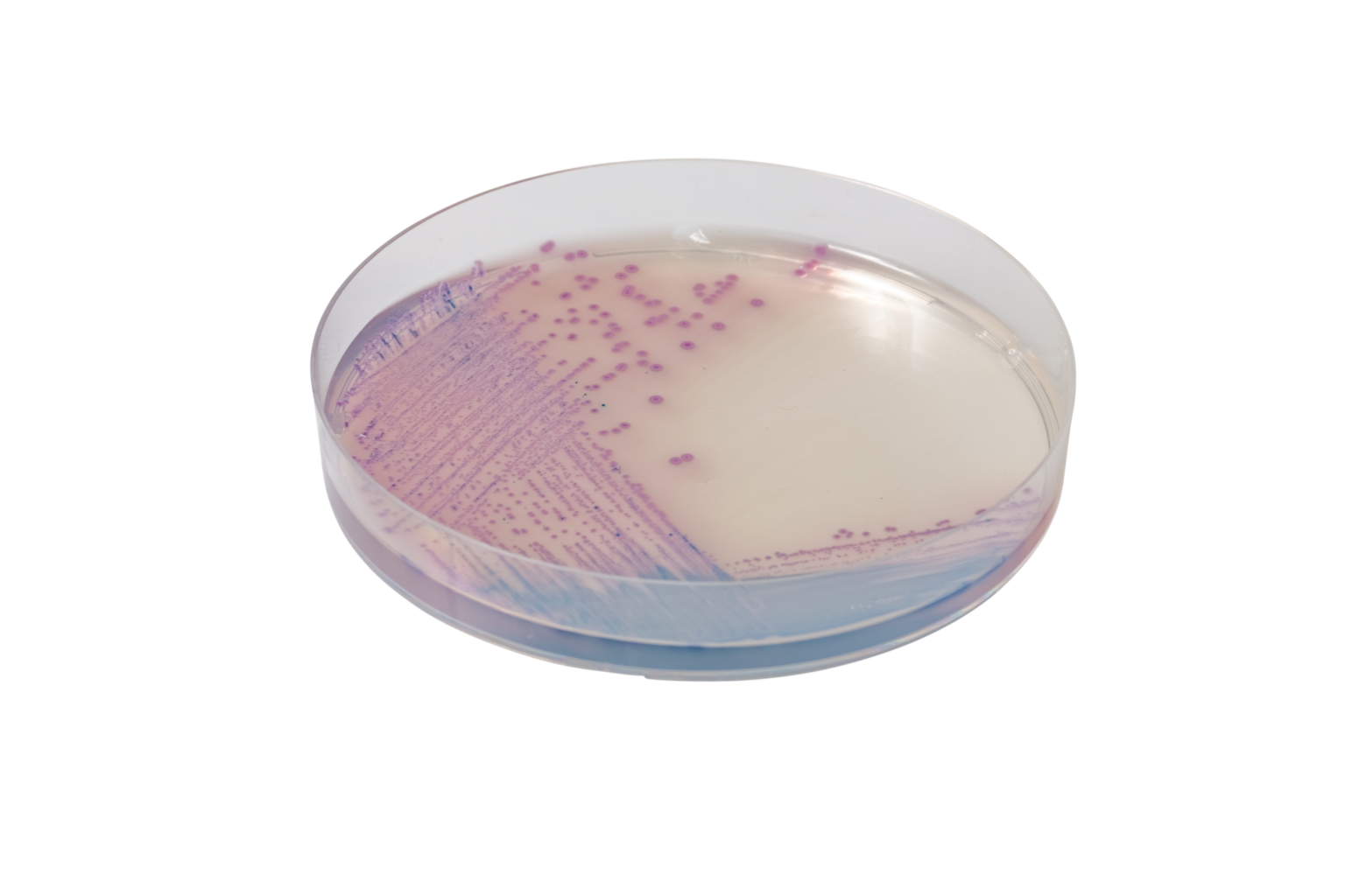 CHROMagar™ Salmonella - Chromagar