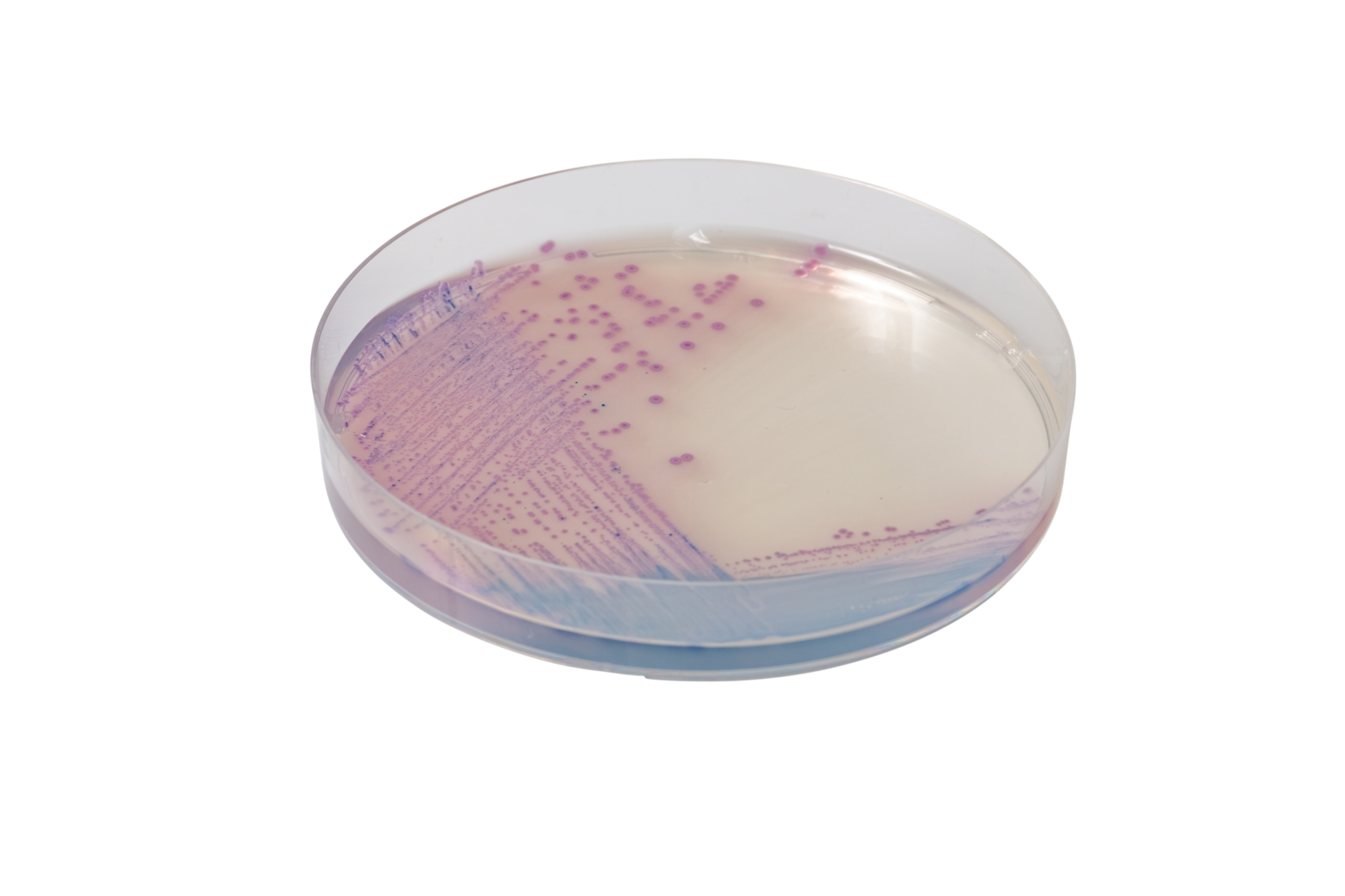 CHROMagar™ Salmonella - Chromagar