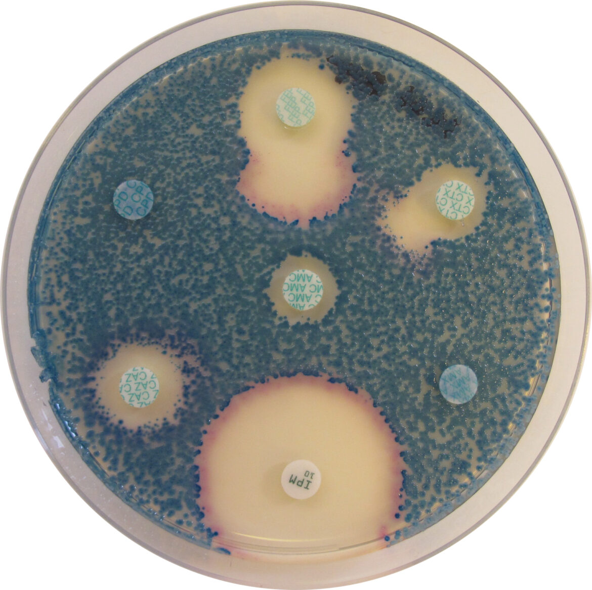 CHROMagar™ MH Orientation - Chromagar