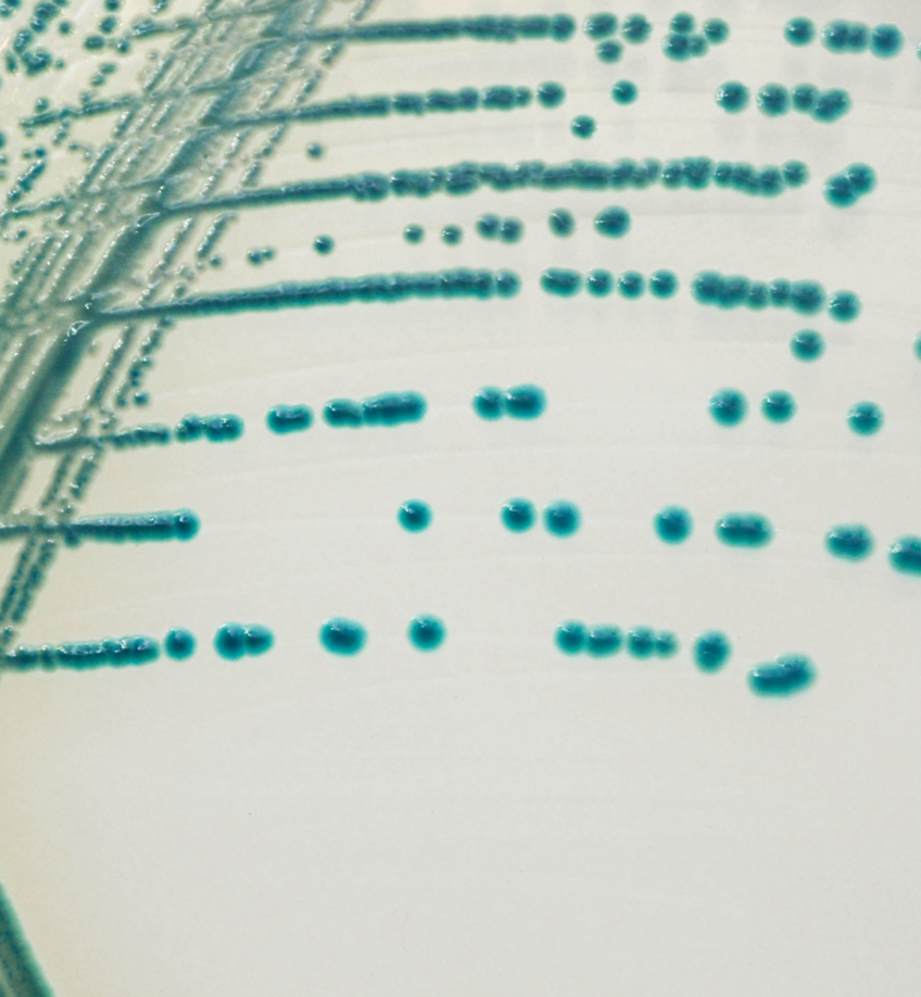 CHROMagar™ Serratia - Chromagar