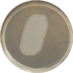CHROMagar™ Identification Listeria - Chromagar