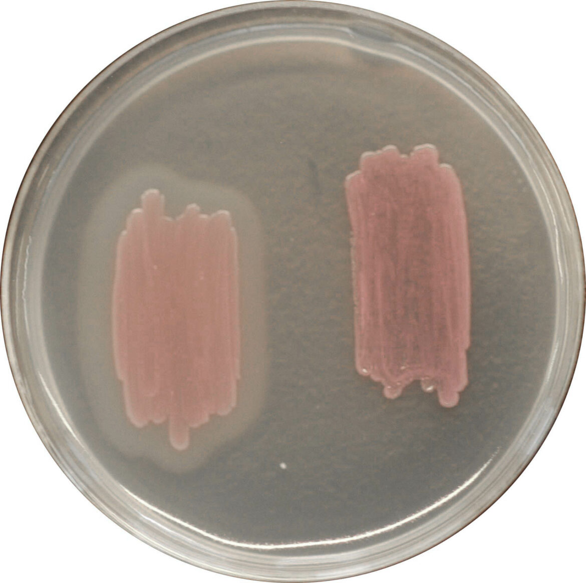 CHROMagar™ Identification Listeria - Chromagar