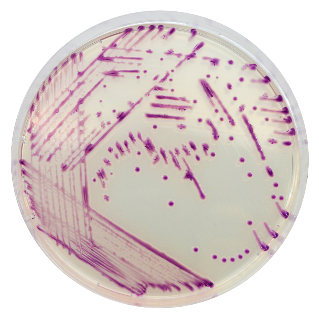 CHROMagar™ Pasteurella - Chromagar