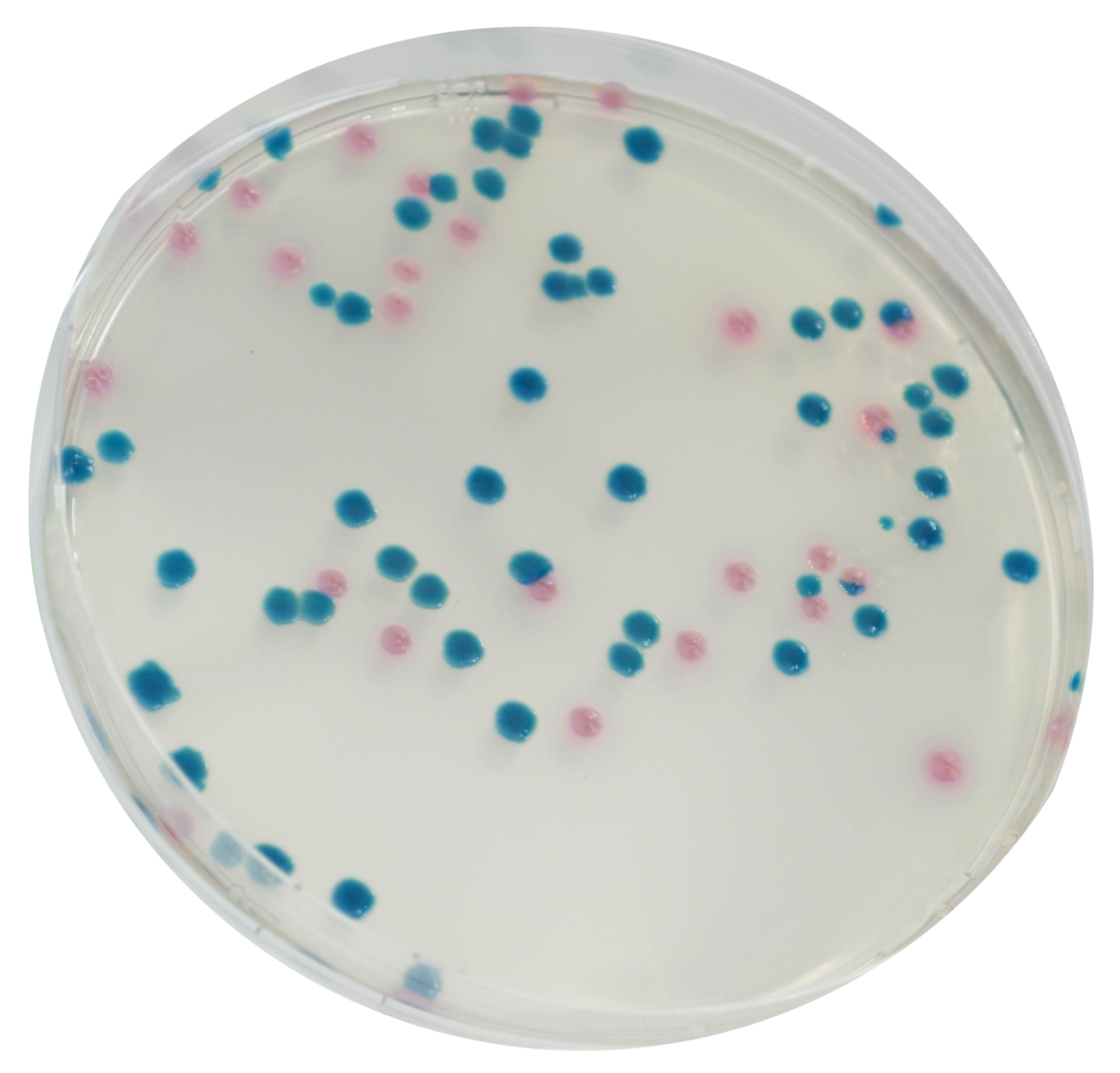 CHROMagar™ mSuperCARBA™ - Chromagar