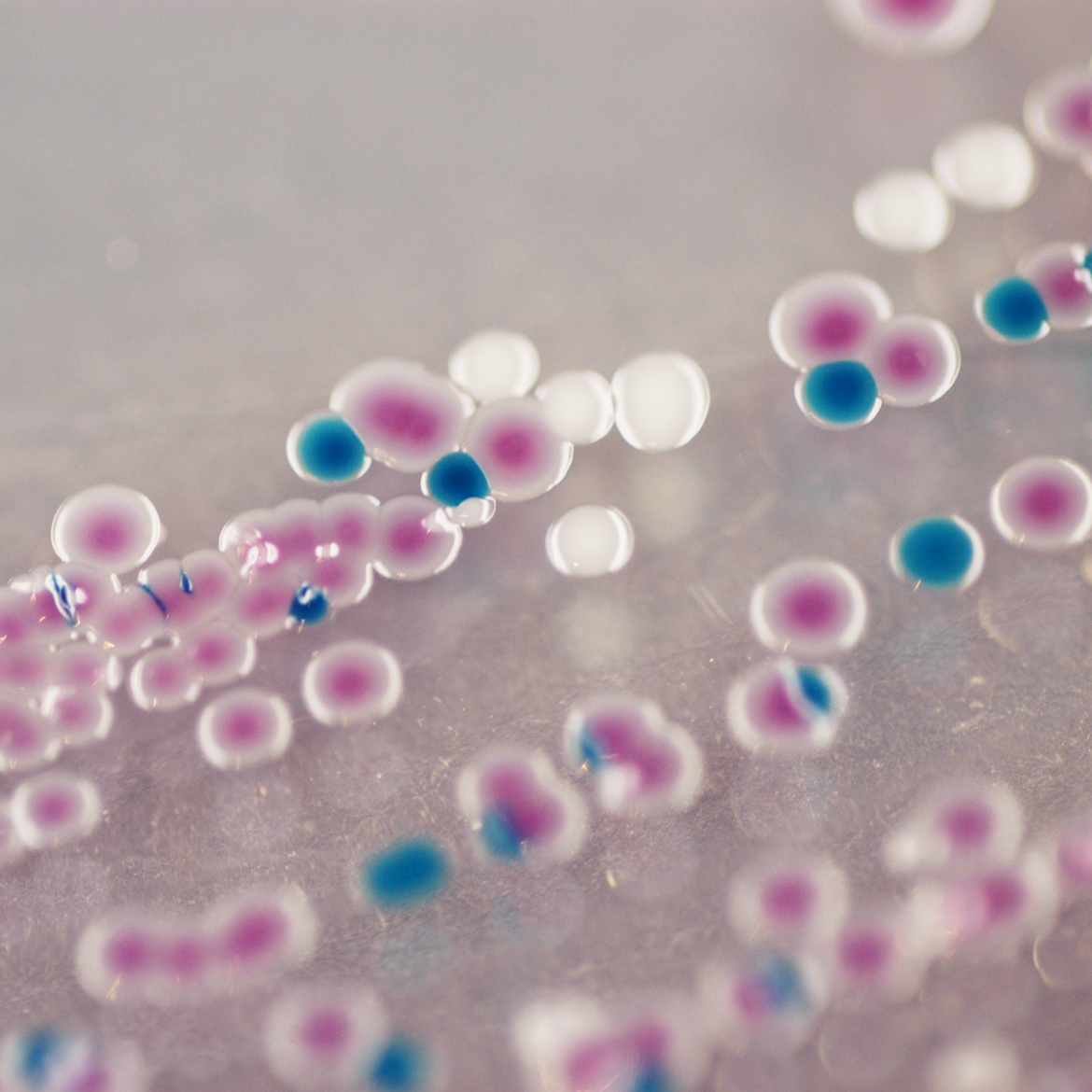 CHROMagar™ Vibrio - Chromagar