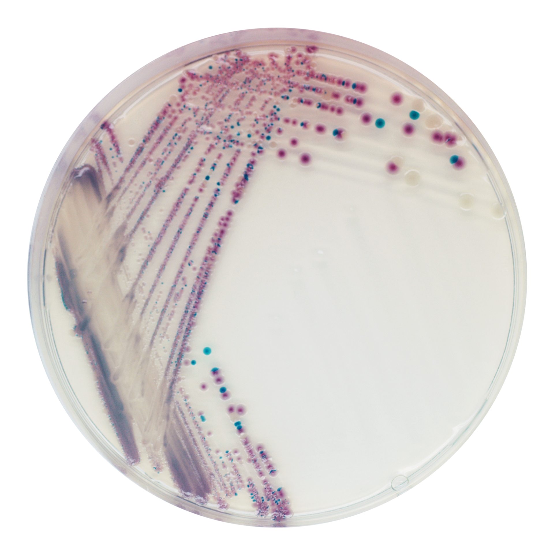 CHROMagar™ Vibrio – Chromagar