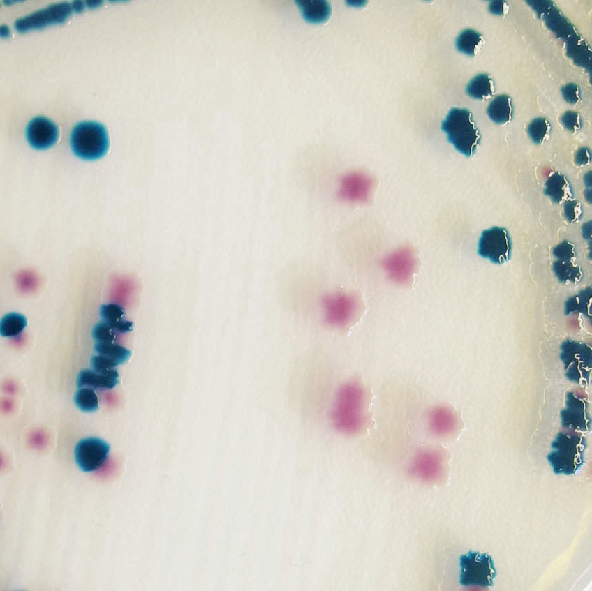 CHROMagar™ Y. enterocolitica – Chromagar