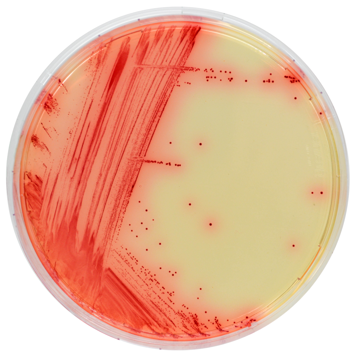 CHROMagar™ Mycoplasma – Chromagar