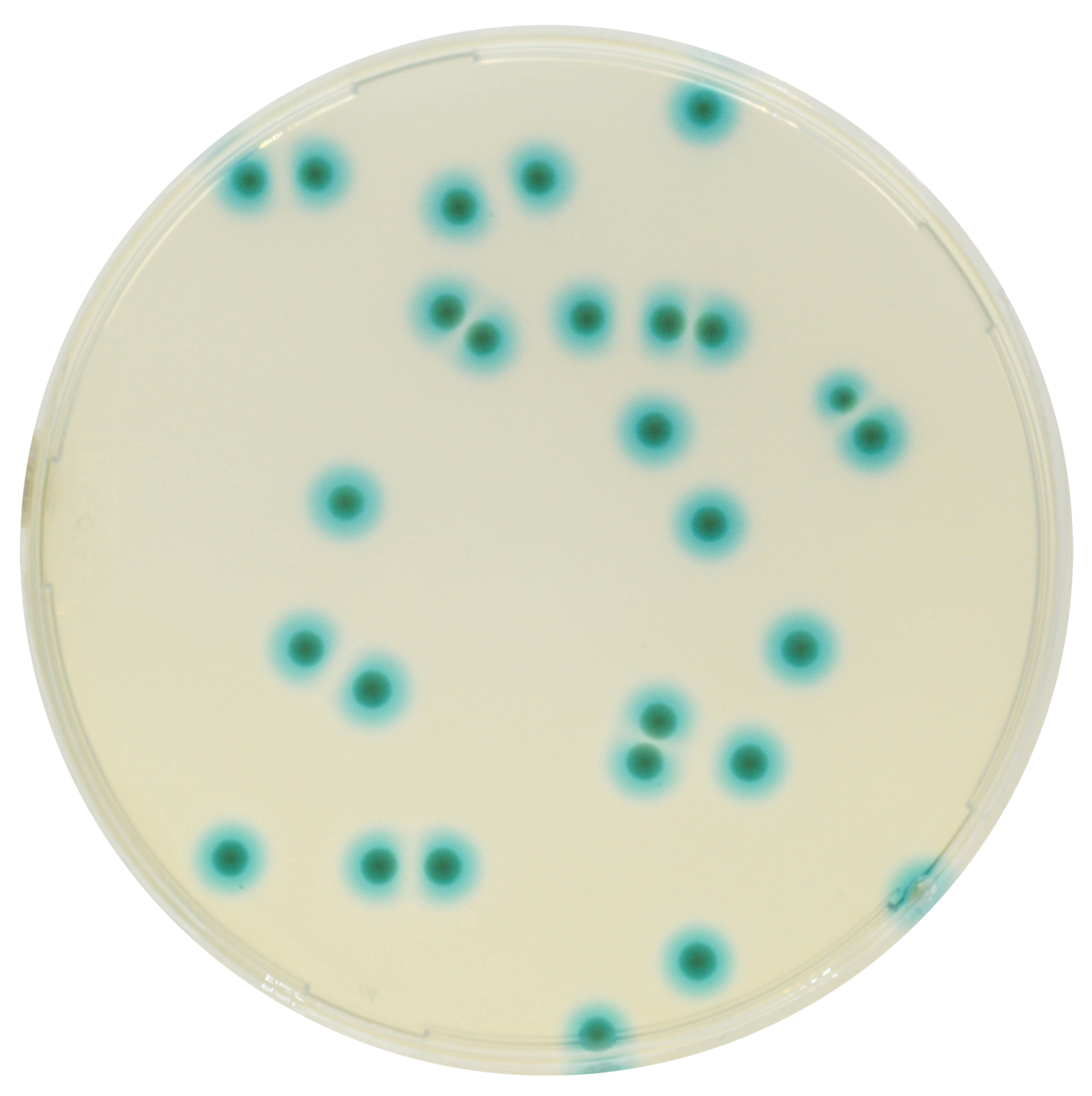 CHROMagar™ B.cepacia - Chromagar