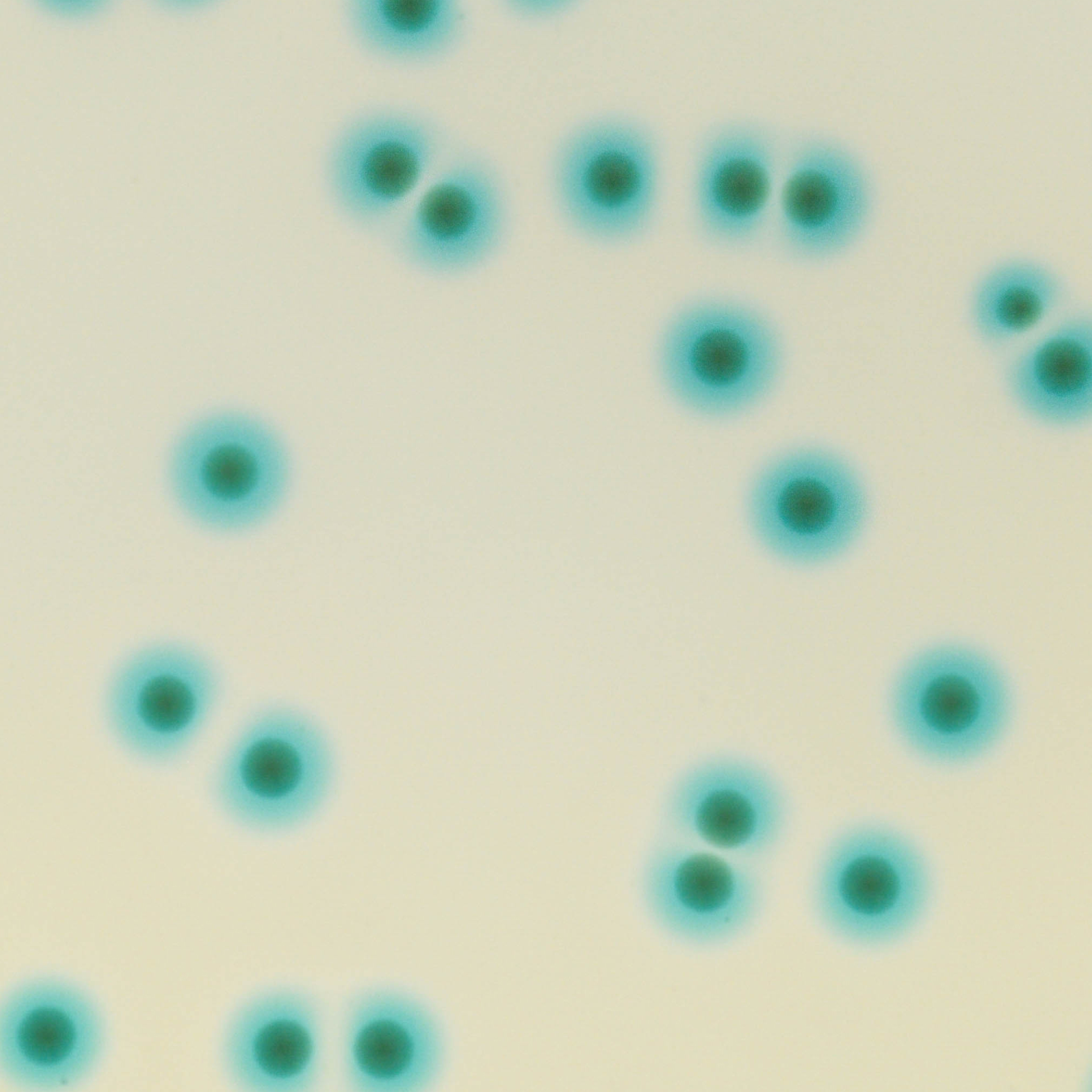 CHROMagar™ B.cepacia - Chromagar