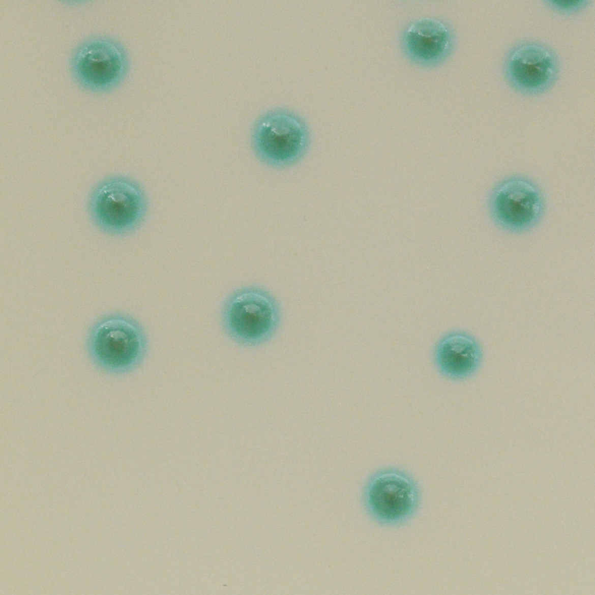 CHROMagar™ B.cepacia - Chromagar