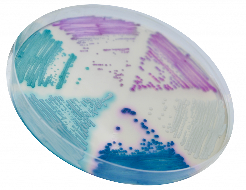 Candida auris : the next public health emergency - Chromagar