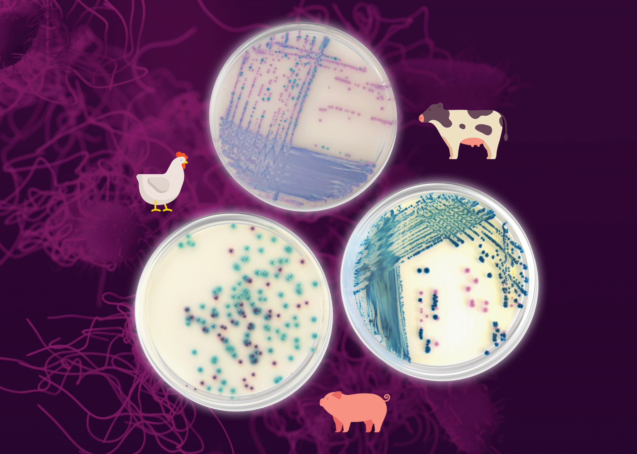 CHROMagar l The widest range of Chromogenic Media